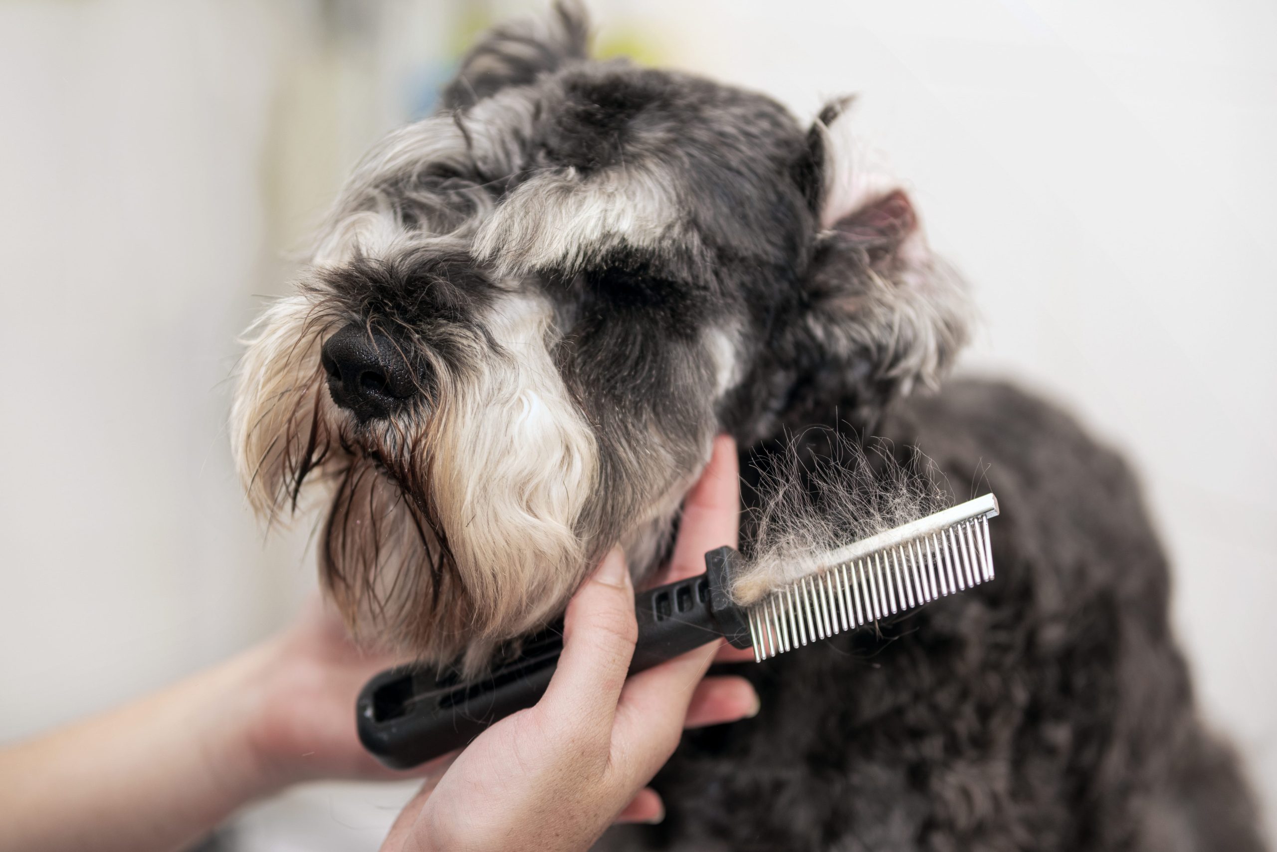 Everything You Need to Know About Deshedding - Ultimate Pet Care