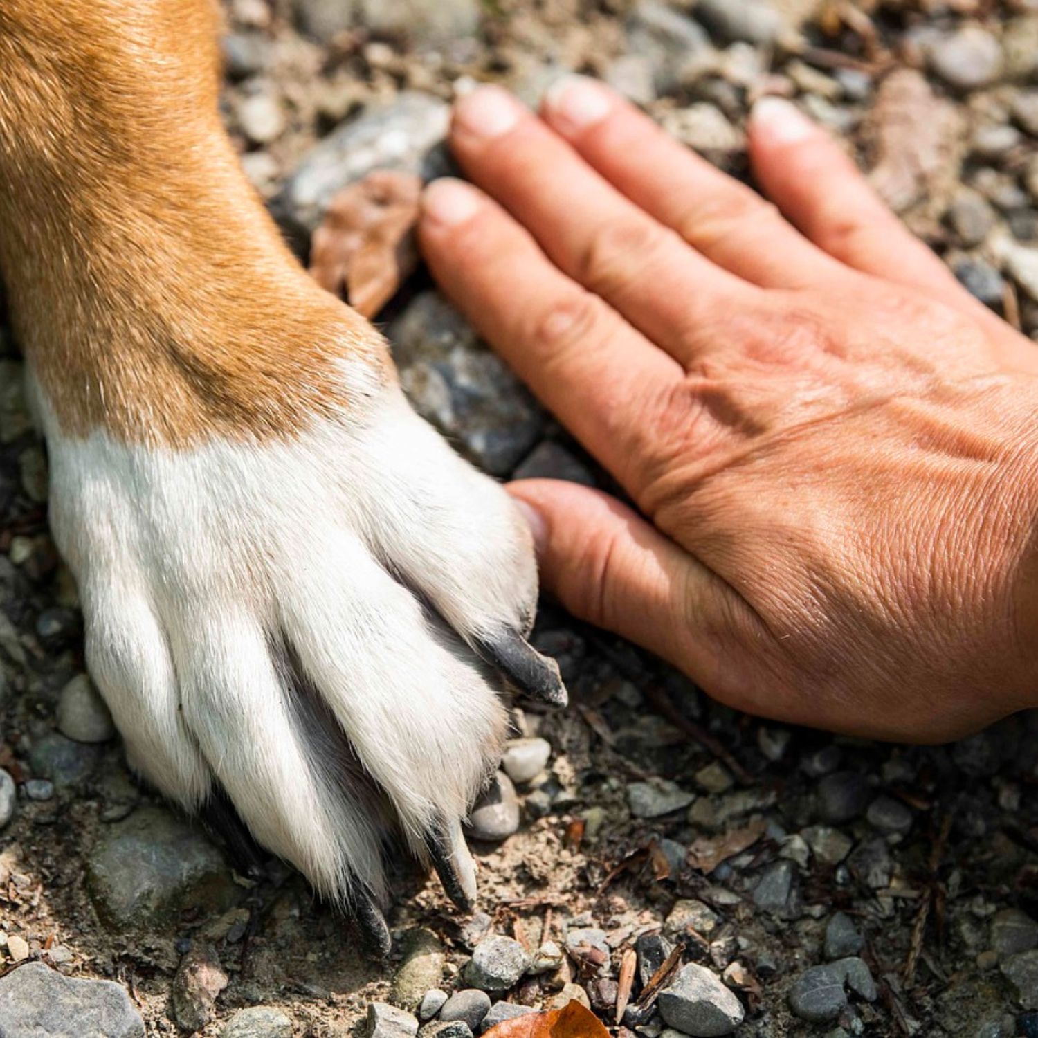 8 Science-Based Benefits of Loving a Dog - Ultimate Pet Care